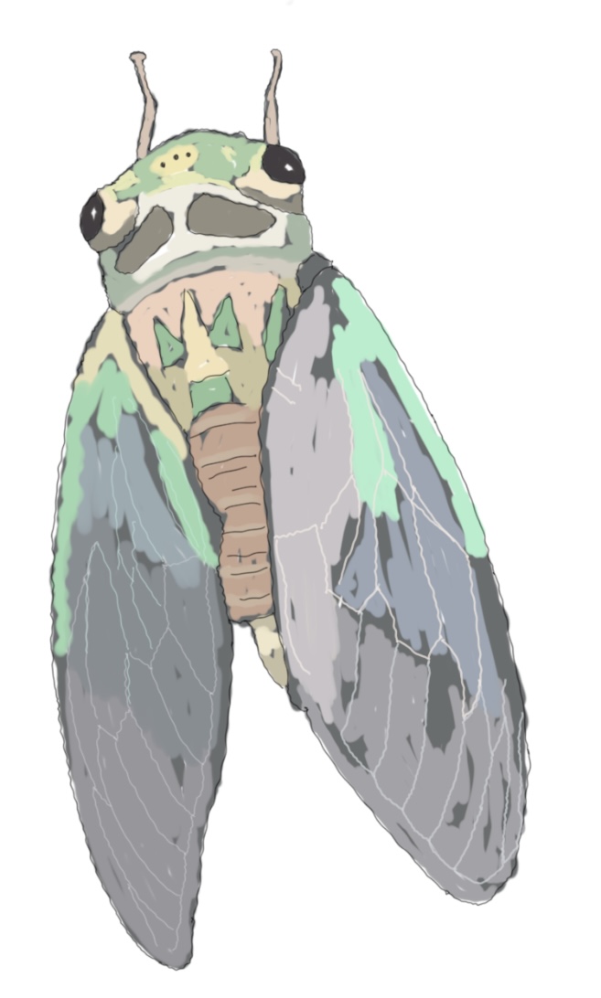 A cicada’s journey through Cosmos 🐛 | Cosmos Cooperative