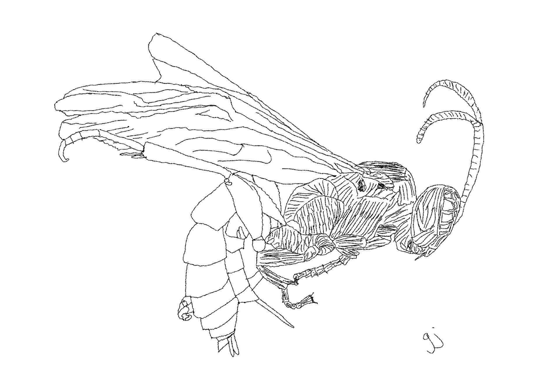 Animal Gods | Metapsychosis