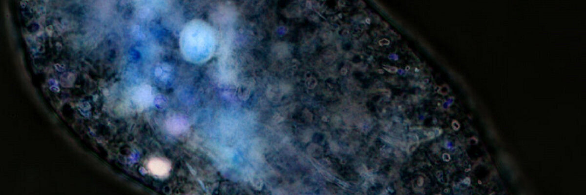 Into the Sonic Aether—Acousmatic Crossings Diffusion #4—Jan 10