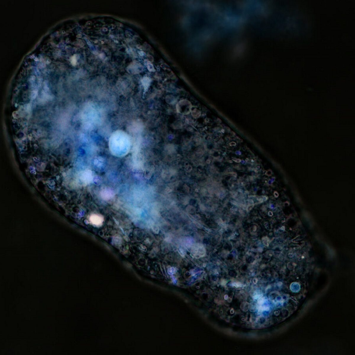 Into the Sonic Aether—Acousmatic Crossings Diffusion #4—Jan 10